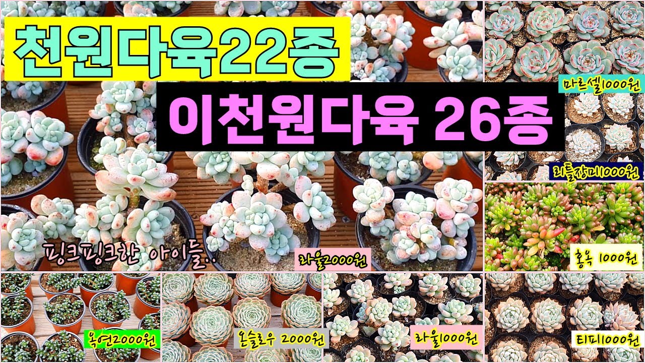 π12μ2μΌ λμλ€μ‘ πμ²μλ€μ‘22μ’
 μ΄μ²μλ€μ‘26μ’
ν¬ν¨ μ΄ 57μ’
 μ°©νκ°κ²©μμμ΄λ€ μ²μμν볡μ΄μ²μμν볡착νκ°κ²©λ€μ‘λ€μ‘μ΄λ€μ‘μ΄ν€μ°κΈ°λ€μ‘μ΄λΆκ°μ΄ μ²μλ€μ‘