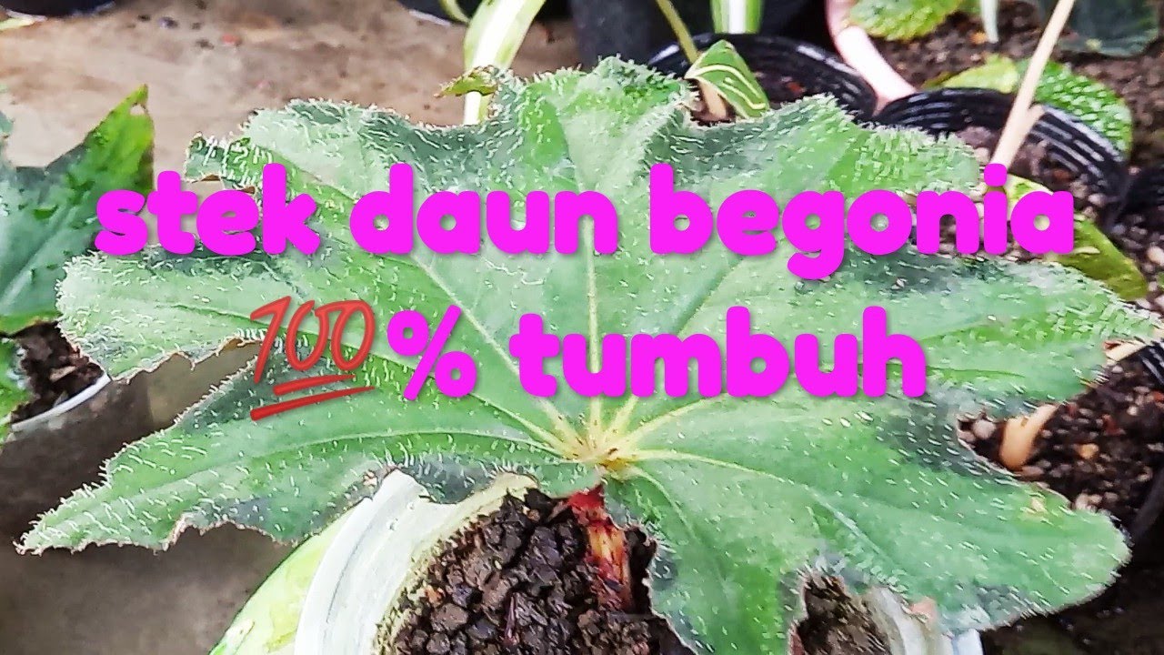 Stek daun begonia utuh satu lembar100% berhasil - YouTube