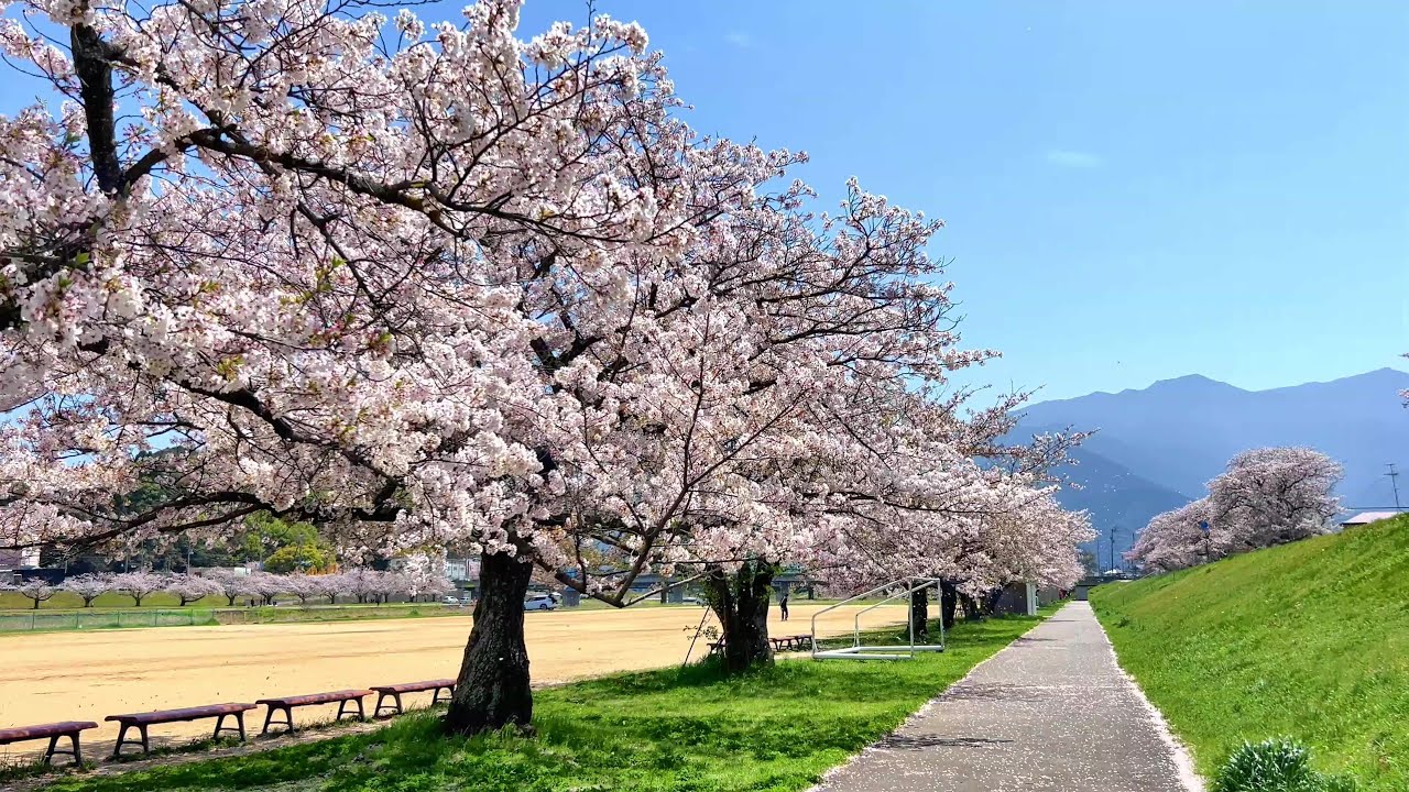 4K (60fps) 2024 .4 Spring Flowers Vol .2 - YouTube