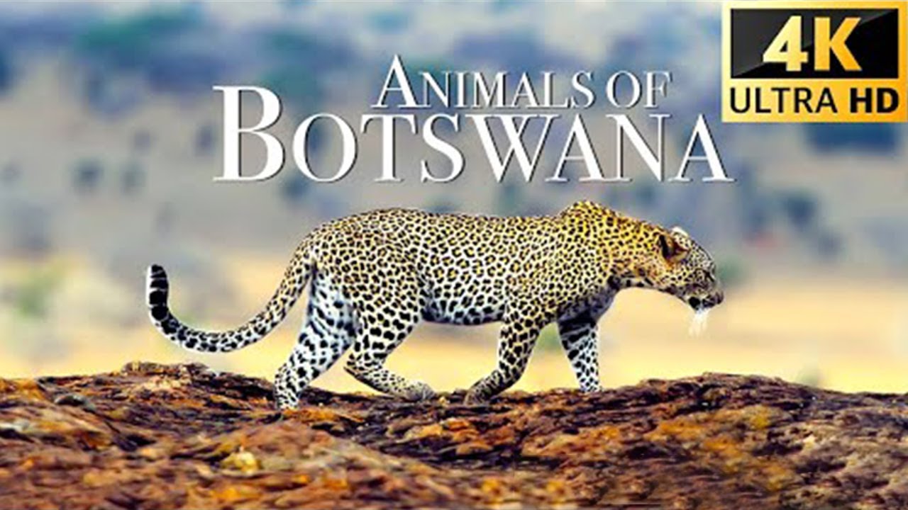 Amazing Wildlife of Botswana 4k (4K ULTRA HD) - Scenic Relaxation Film ...