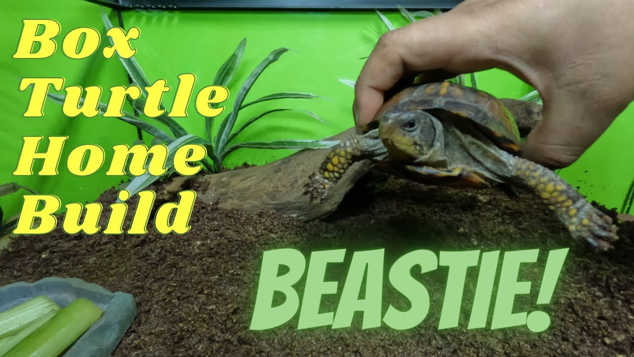 Beastie The Box Turtle's New Home Build - YouTube