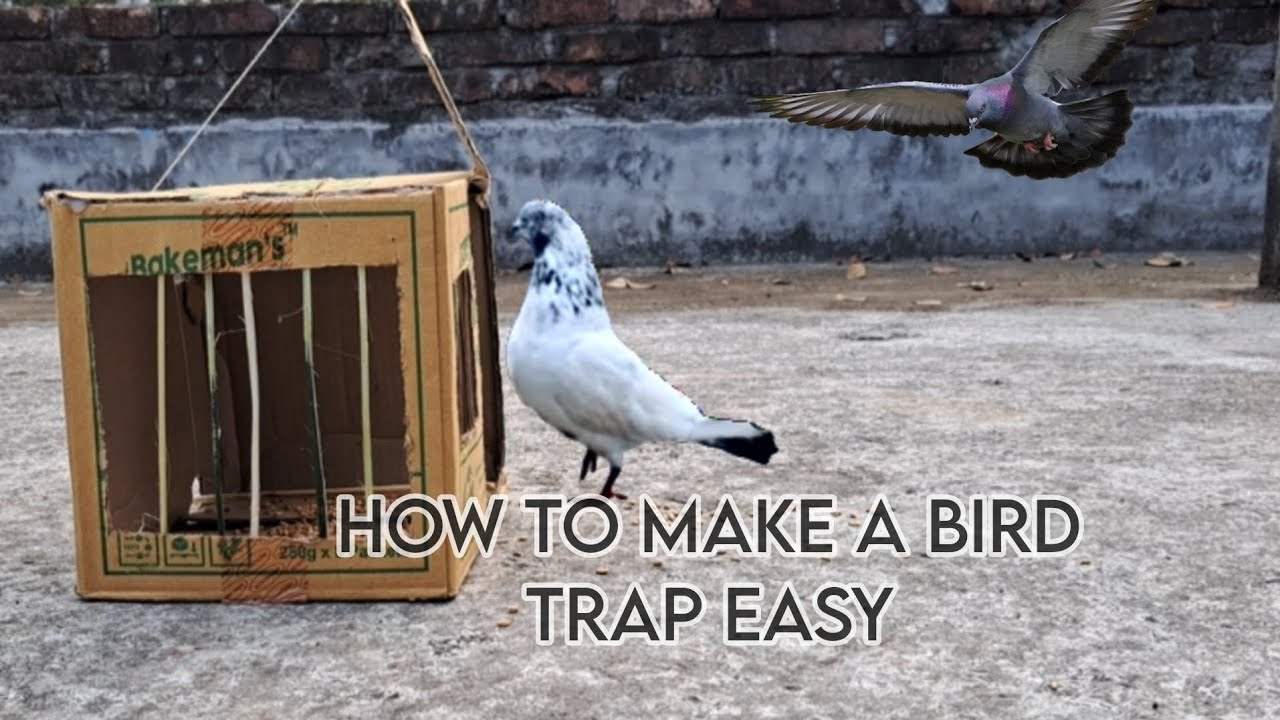 how to make a bird trap easy @nocopyrightsounds - YouTube