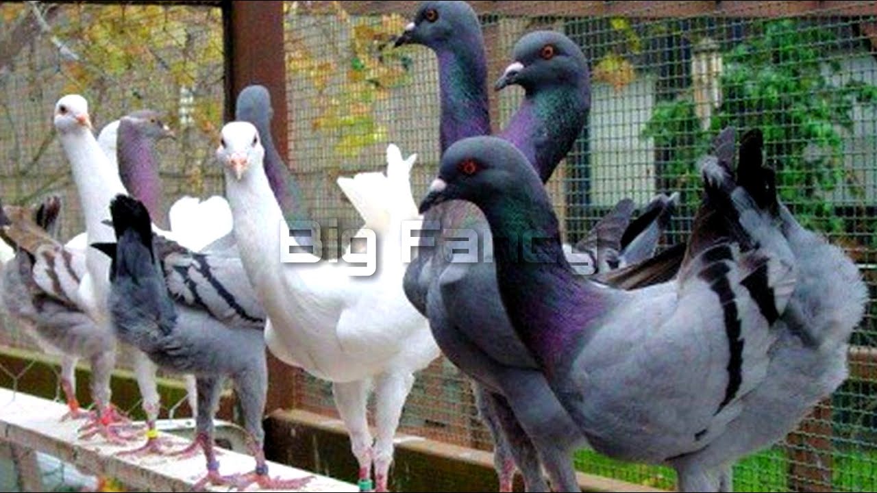 Top 30 Most Beautiful Fancy Pigeon Collection | Amazing Exotic Fancy ...