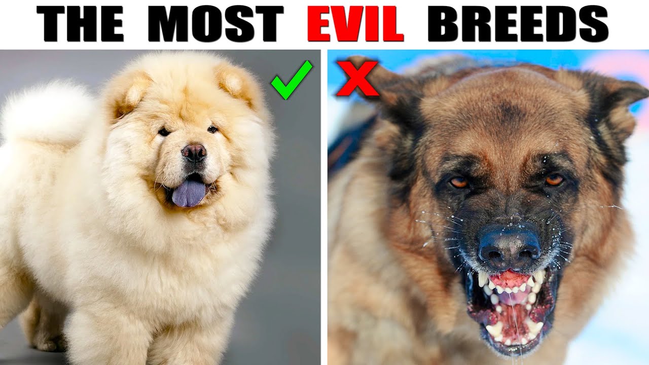 Top 5 Evilest Dog Breeds in the World - YouTube