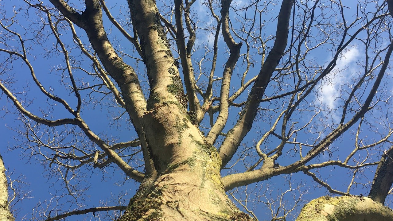 Sycamore - canopy - January 2020 - YouTube