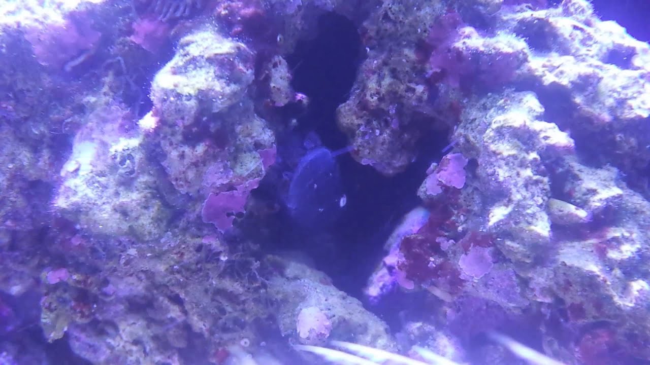 Stomatella snail spawning - YouTube