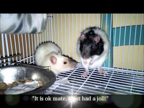 Pet rat behaviour - YouTube