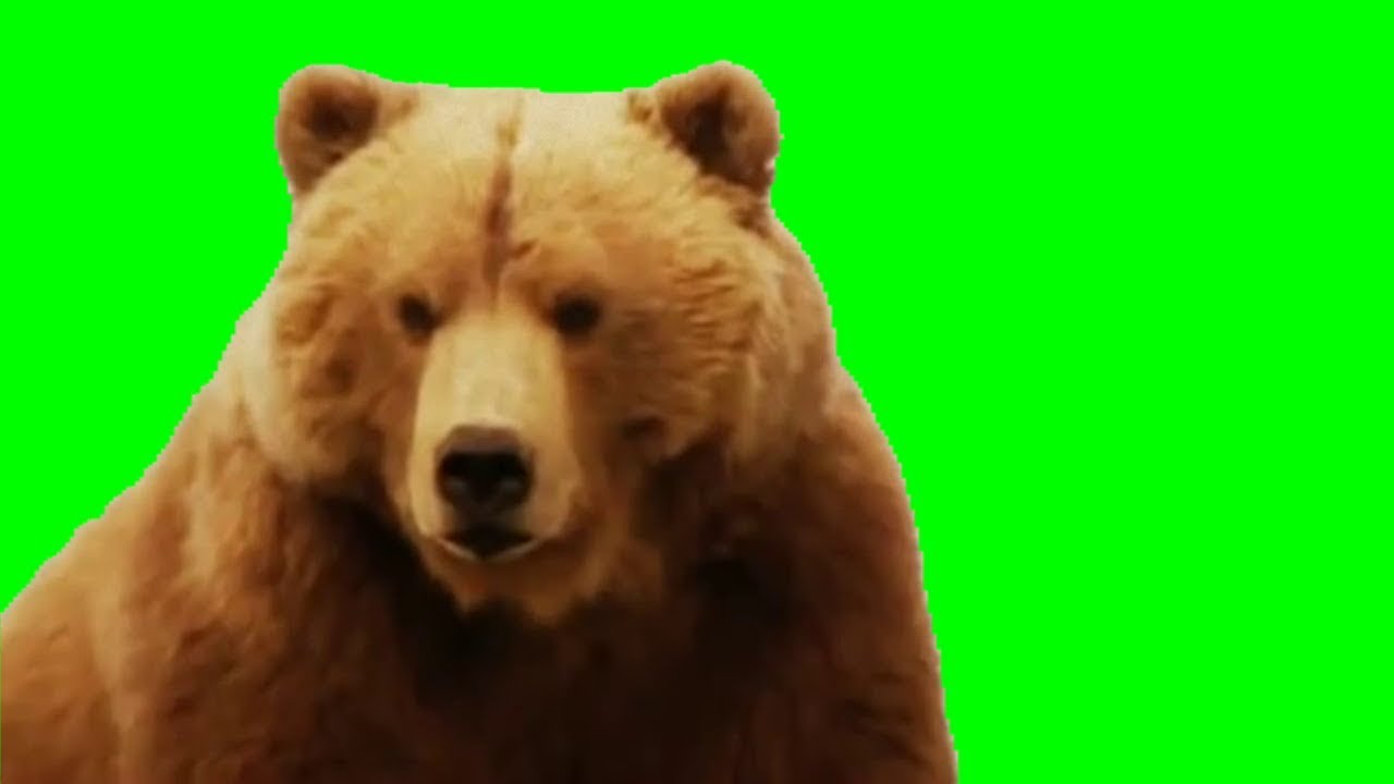 GRIZZLY BEAR green screen - YouTube