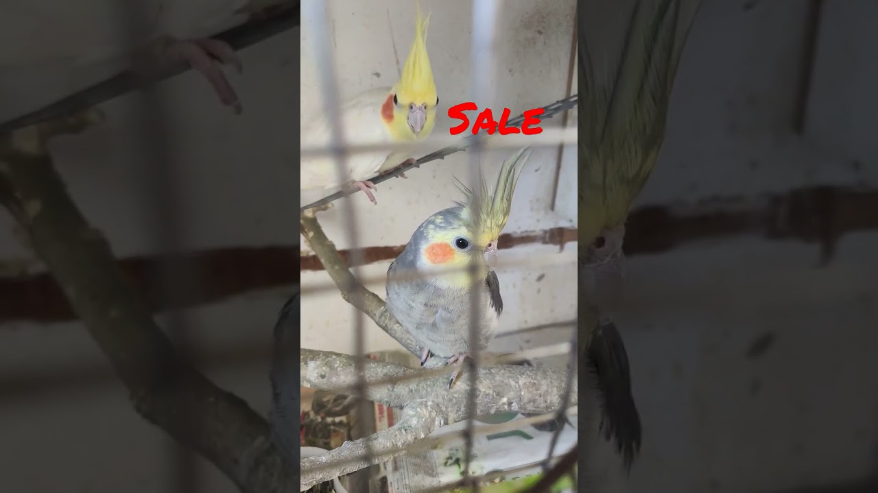 breading pair cocktail birds sale - YouTube