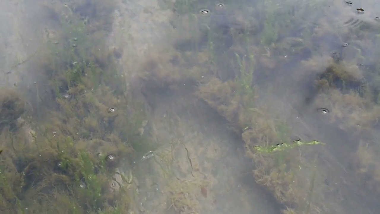 Slimy stuff in a tiny ROCK POOL - YouTube