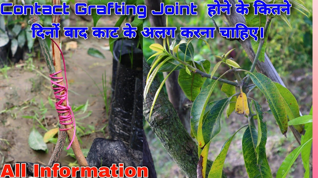 Contact Grafting किया हुआ पेड़ के Joint वाले जगह को कब कटना है। All ...