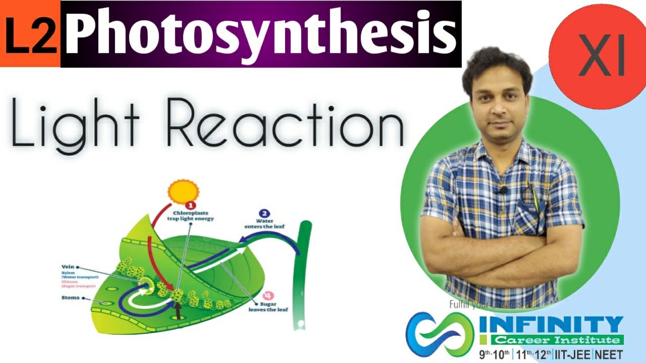 L2 : Light Reaction In Photosynthesis | Class 11th | INFINITY-BIO - YouTube