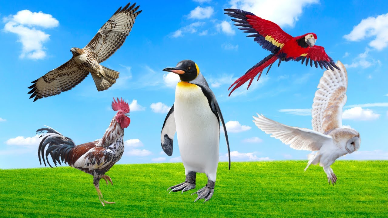 Most Intelligent Birds: Chicken, Penguin, Hawk, Dove, Owl - YouTube