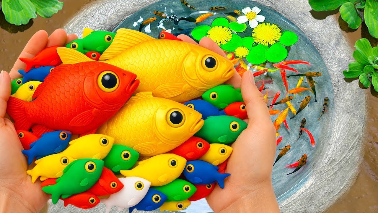 Catch Beautiful Ornamental Fish On The Waterslide: Koi Carp, Guppies ...