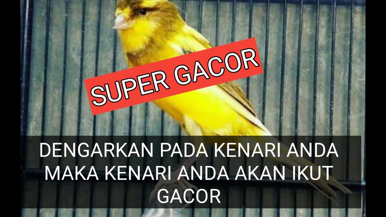 KENARI SUPER GACOR, CANARY GRUMPY - YouTube