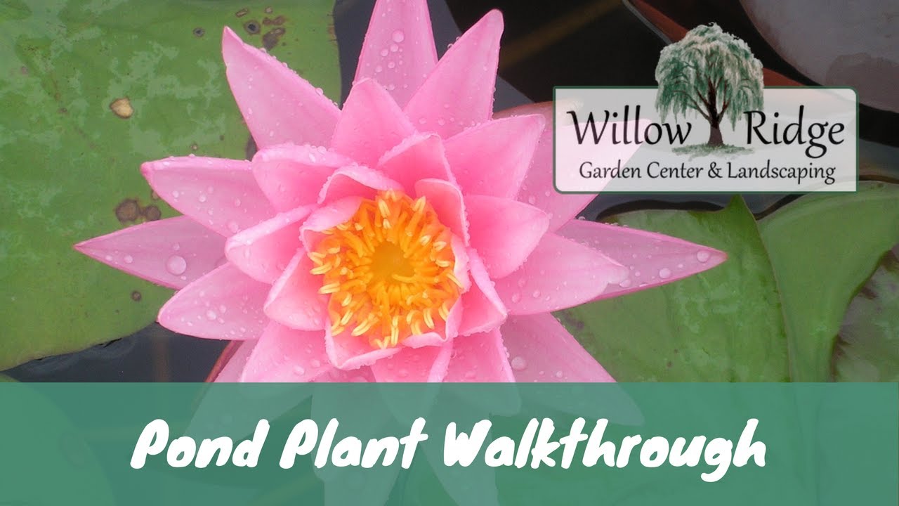 Pond Plants Walkthrough | Willow Ridge Garden Center - YouTube