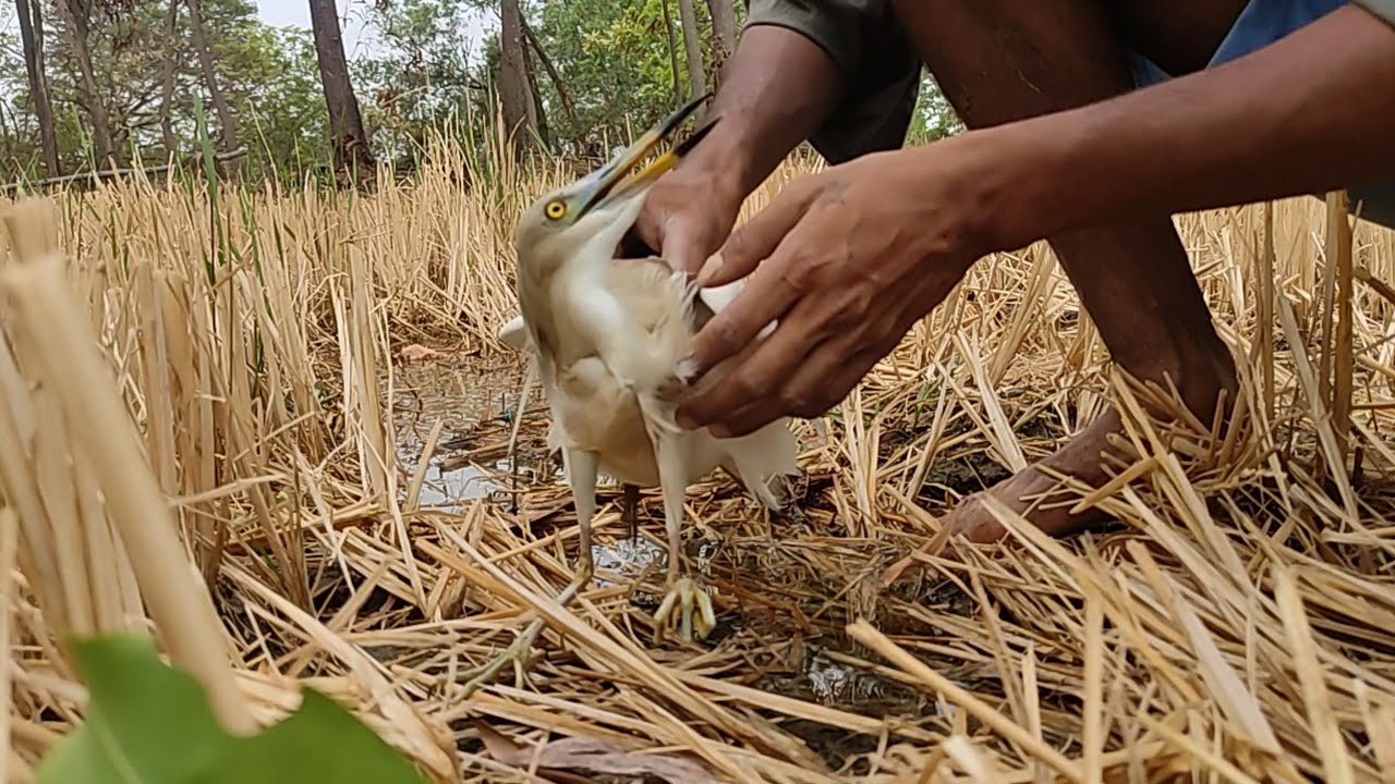 Bagula pakadne ka aasan tarika #trap #viral_trap - YouTube