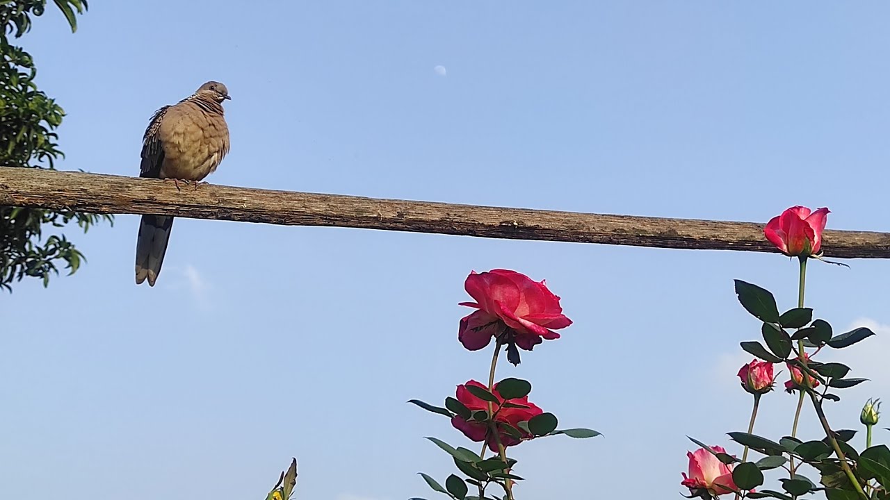 এই সময় গোলাপ গাছের পরিচর্যা | this summer Rose palat care tips - YouTube