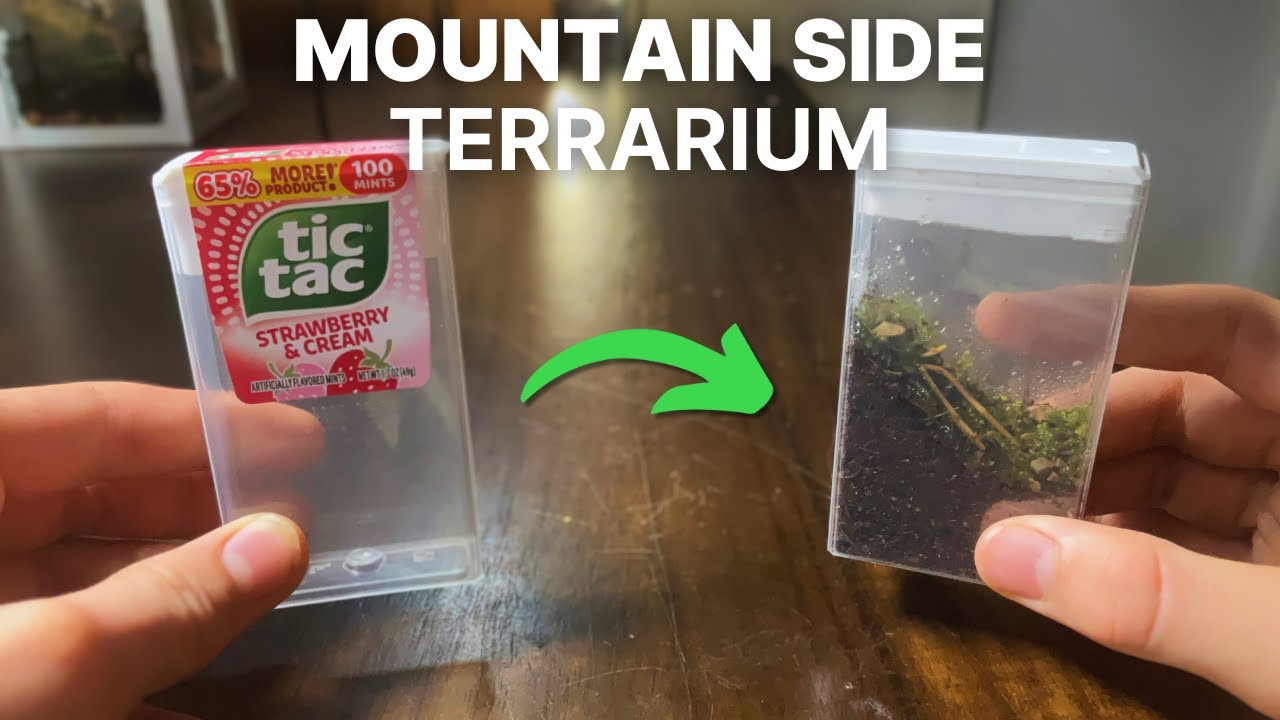 I Made A Tic Tac Box Into An Enclosed Ecosystem! - YouTube