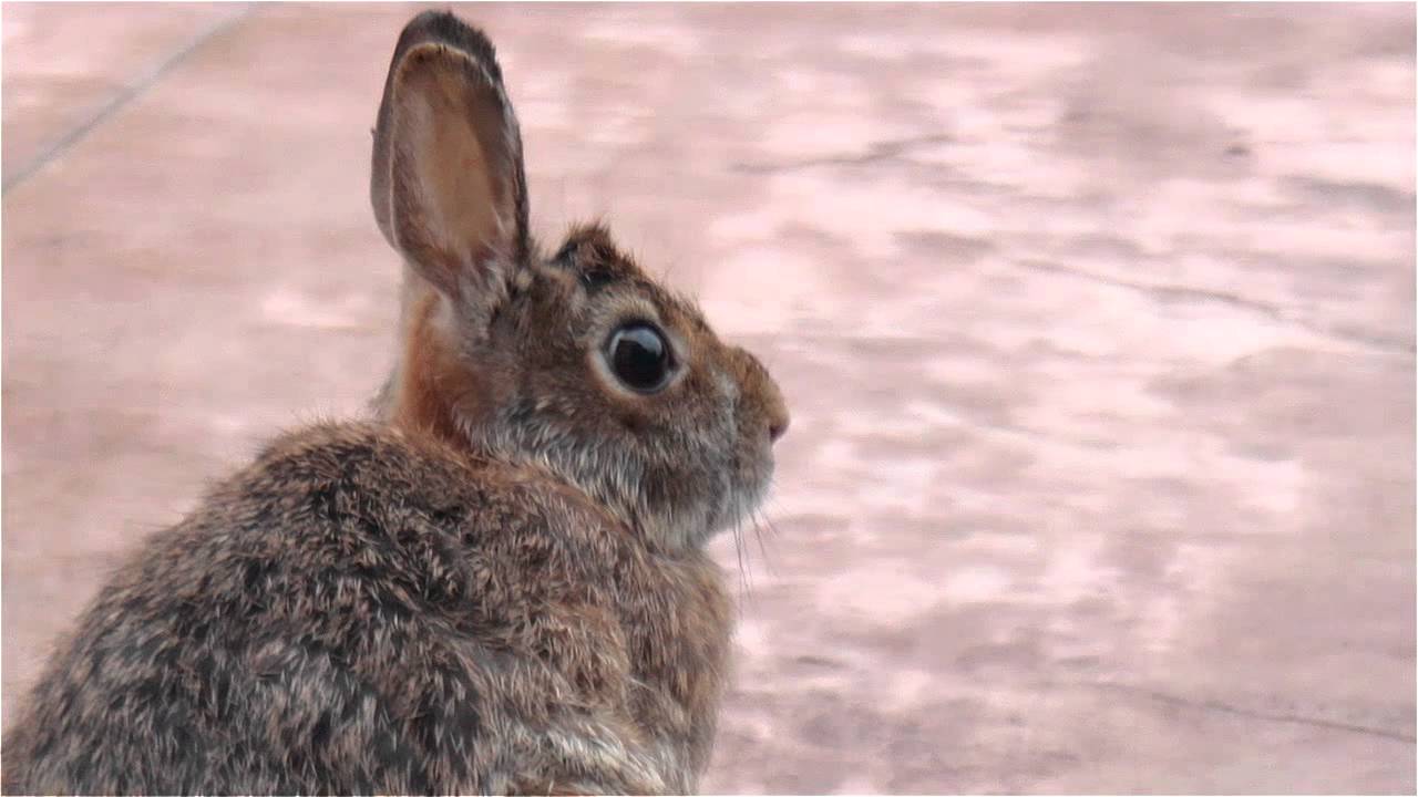 Wild brown rabbit in our backyard - YouTube
