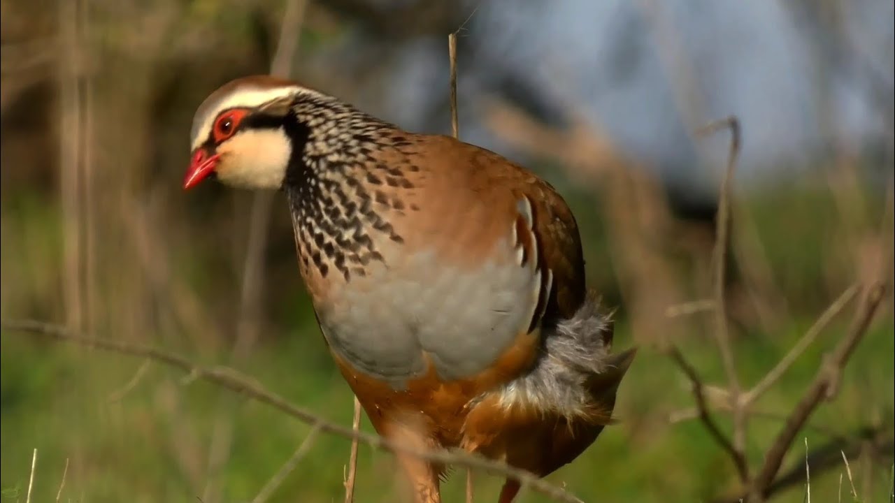Perdiz, una preciosidad de ave!!! muy valorada y apreciada por todos ...