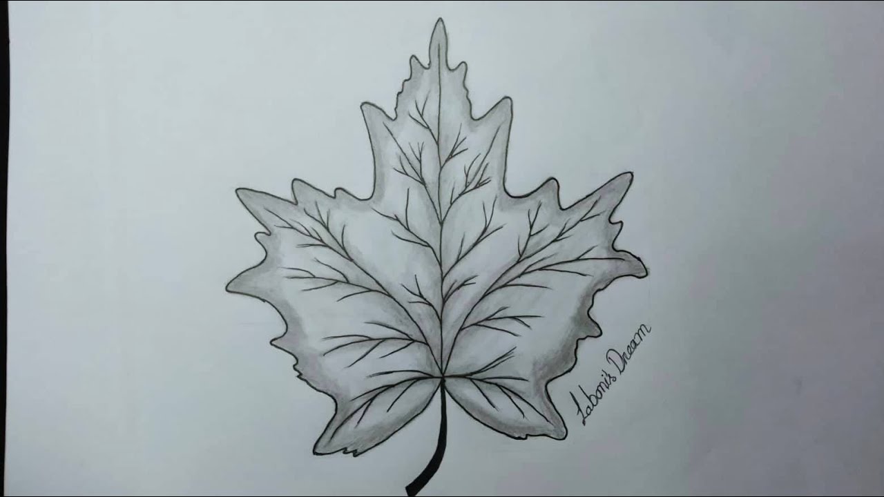 সেঞ্চুরি পাতা আঁকা. How to Draw a Leaf | Realistic Leaf Drawing. - YouTube