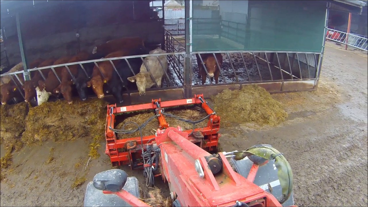Feeding Suckler Cows 2017 - Tyrrell Farm - YouTube