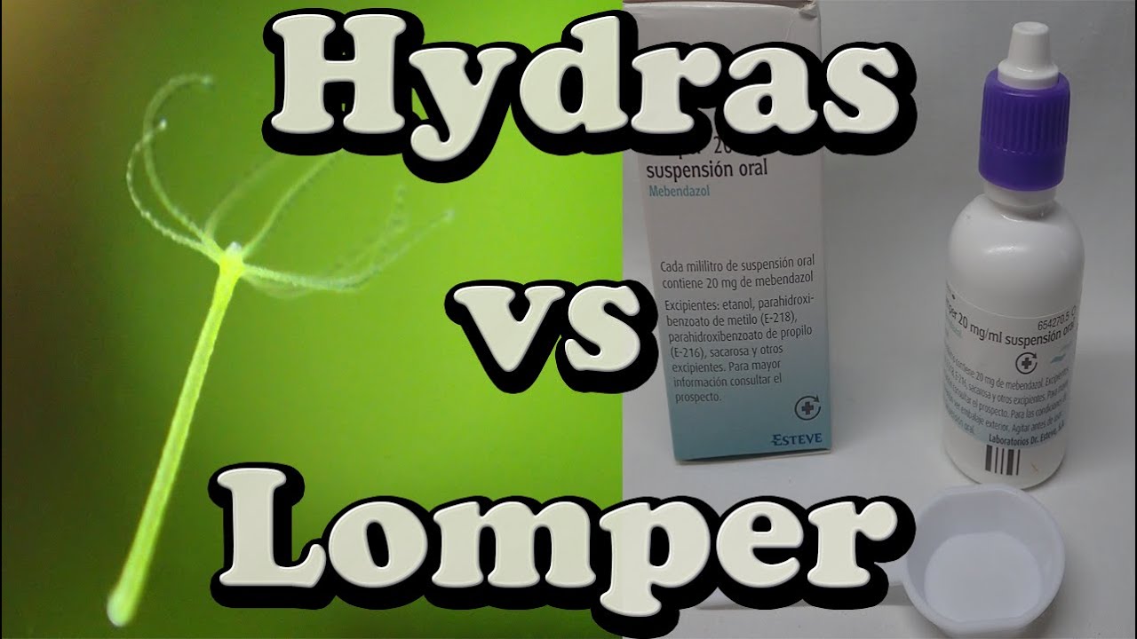 Cómo eliminar las hydras del acuario con Lomper - YouTube