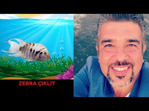 Zebra Ciklet Akvaryumu Nasıl Olmalı?!! (Albino Zebra Ciklet Hakkında Herşey Zebra Ciklet Yavruları)