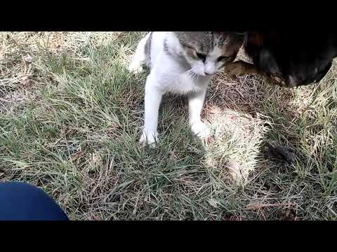 Pişiyin toyuq sevdası