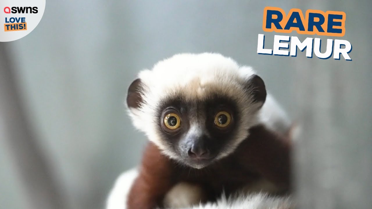 Birth of rare dancing lemur! 😍 | LOVE THIS! - YouTube