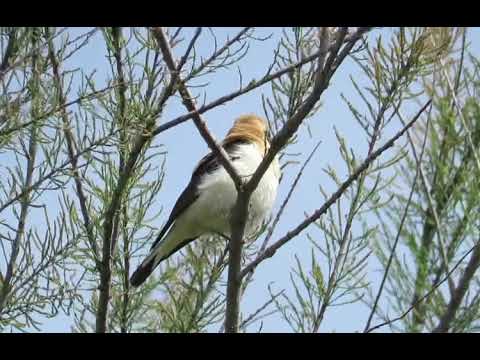Collalba rubia occidental  ( Oenanthe hispanica ) 29/04/2024 @elanio1972