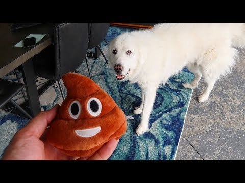 The Farting Dog Toy 💩