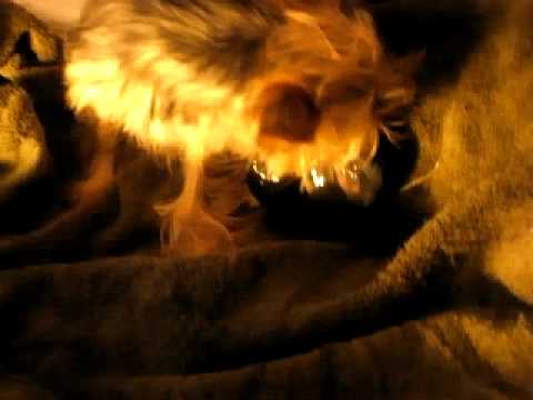 yorkie giving birth to 3 boys - YouTube