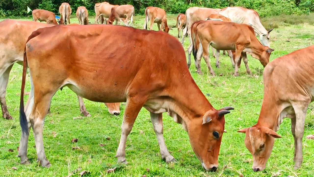Following the cows eating during the day - YouTube
