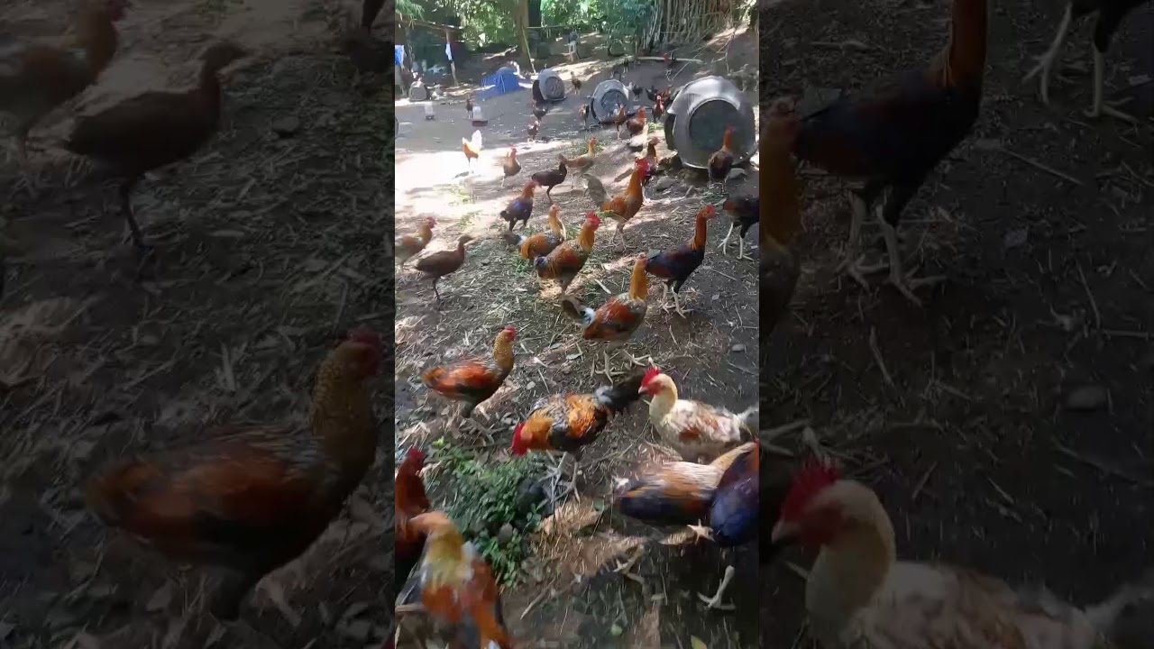 Panabong farm - YouTube