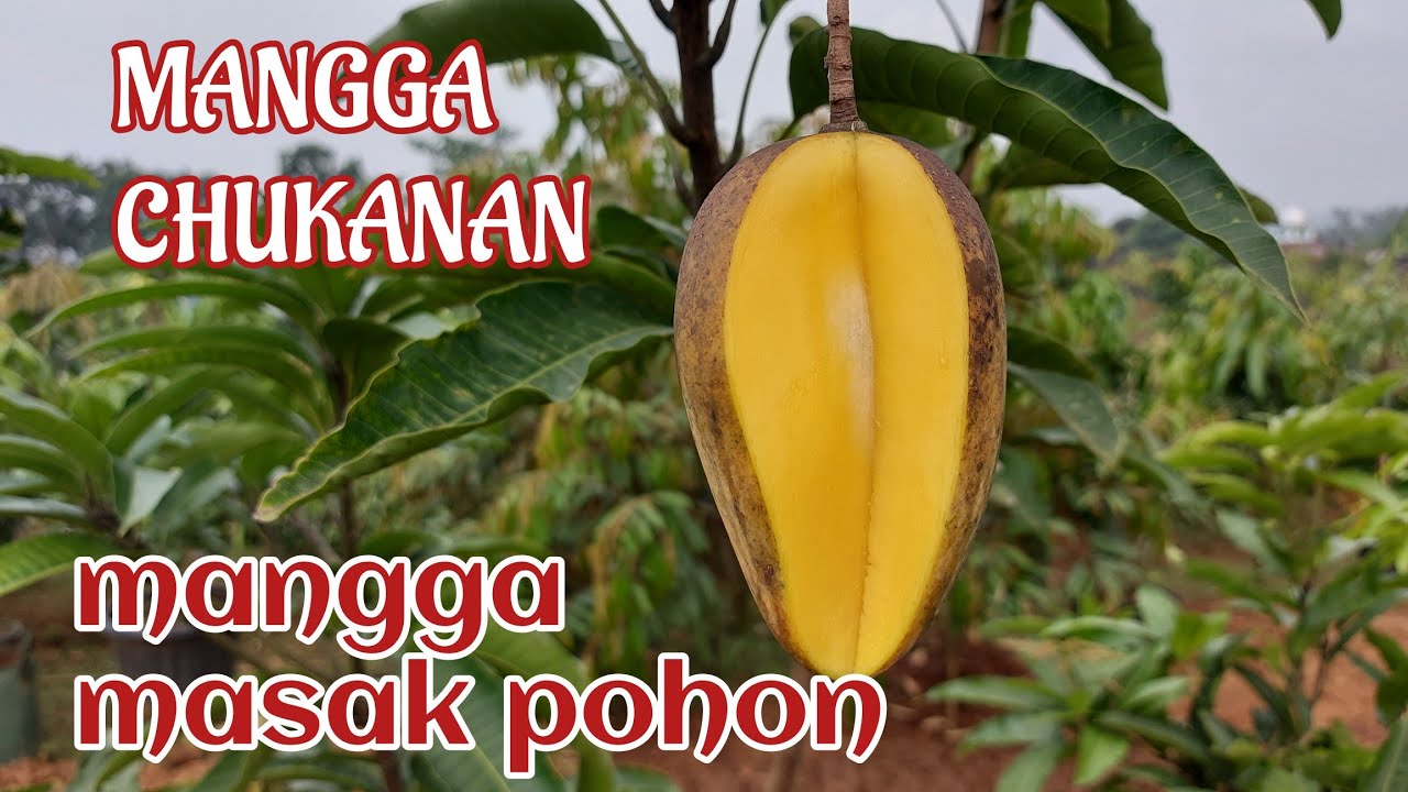 Tes mangga CHUKANAN Masak Pohon - YouTube