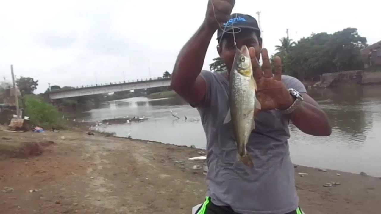 Fishing! Pesca de Bagres, viejas y Damas / Pesca en rio. Mi lindo ...