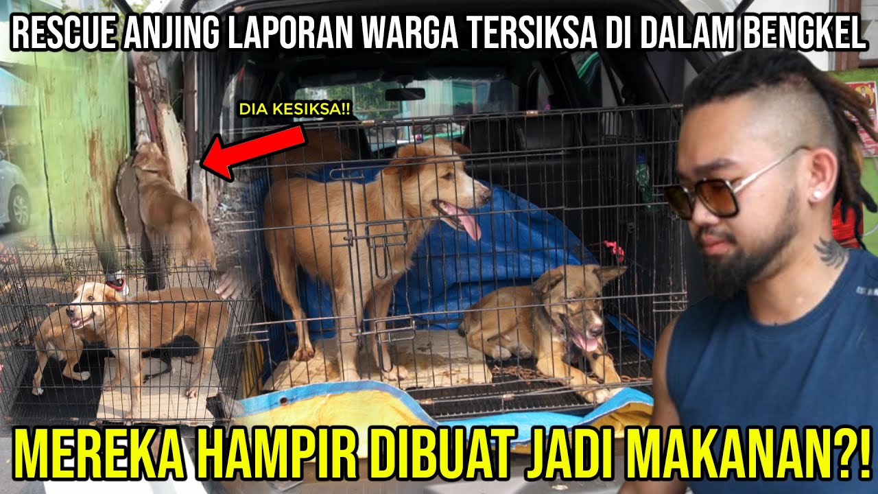 RESCUE ANJING LAPORAN WARGA TERSIKSA DI DALAM BENGKEL, MEREKA HAMPIR ...