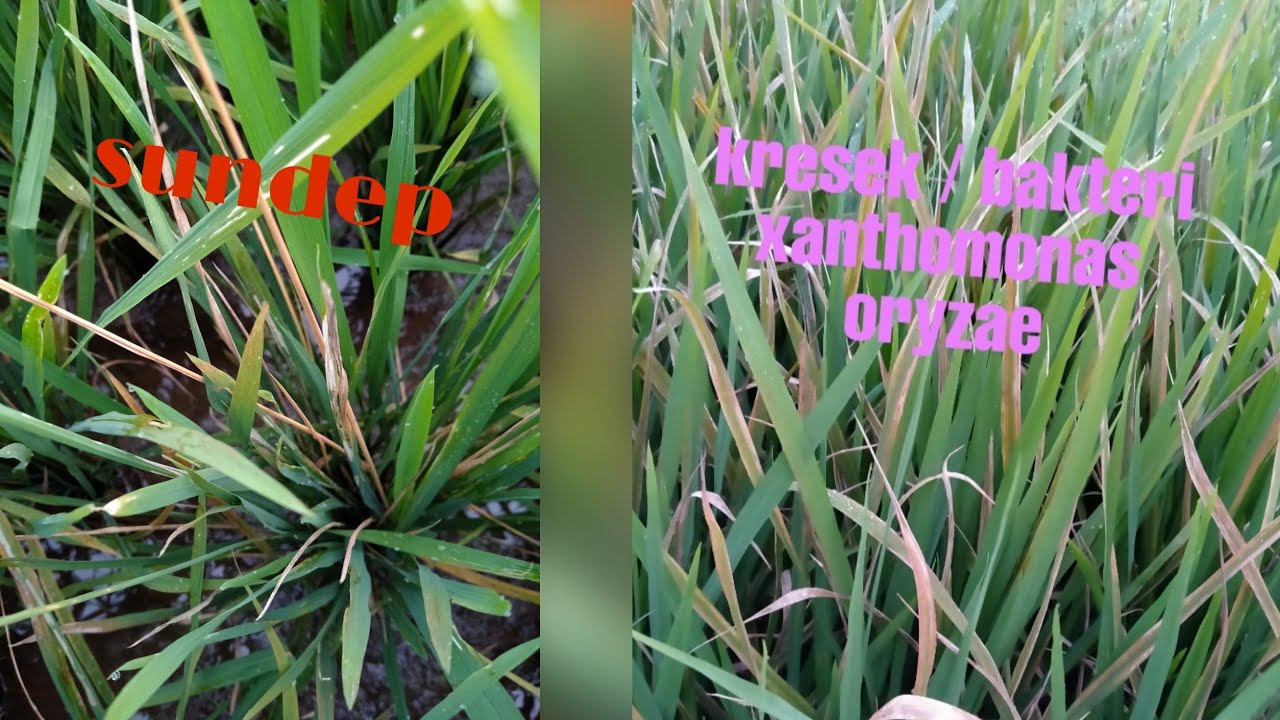 Cara membedakan penyakit kresek dan sundep / beluk pada tanaman padi ...