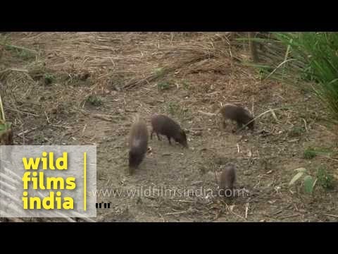 World’s smallest and rarest wild pig - Pygmy Hog - YouTube