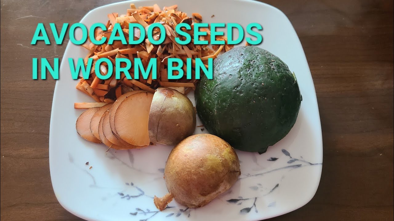 Tired of Seeing Avocado Seeds in Your Worm Bin For Months? | Worm ...