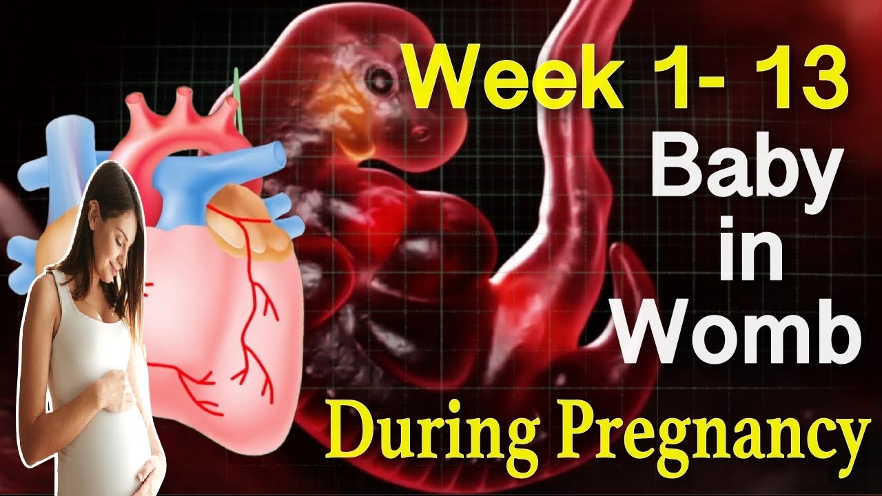 Baby Development During First 13 Weeks of Pregnancy | 1 to 3 Months of ...