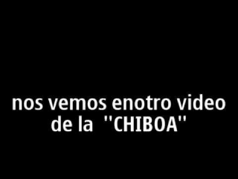 CHIBOLA ENGREIDA