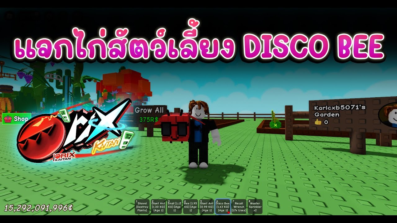 ไอดี ผึ้ง DISCO ฟรี!! จากร้าน ORIX KAITAN - YouTube