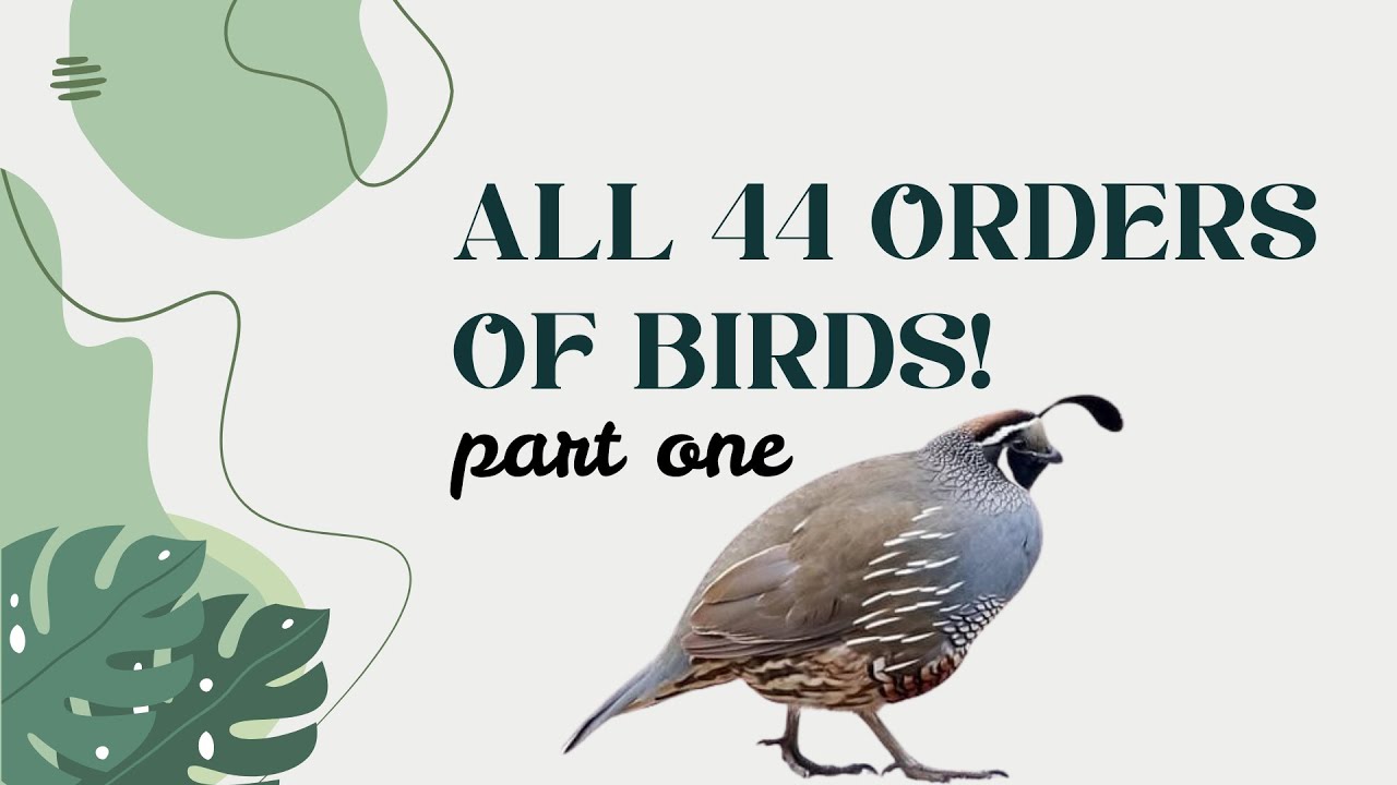 All 44 orders of Birds! part one - YouTube