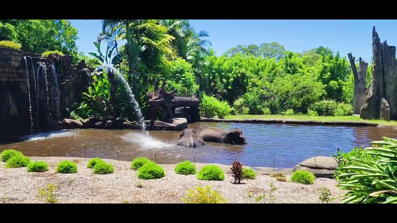 Elephants Bathing @ Australia Zoo - YouTube