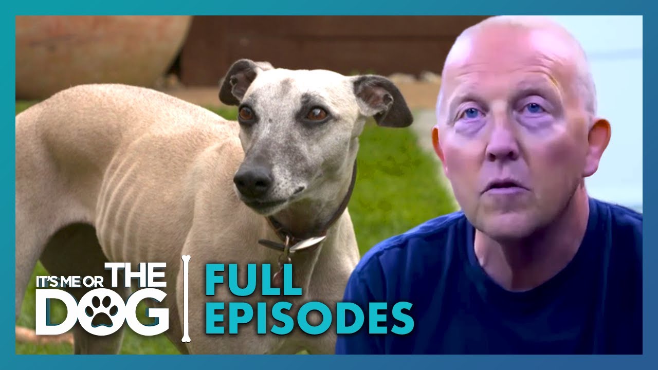 Can This Rescue Dog Overcome Her Fear Of Cars? | Season 2 Episode 10 ...