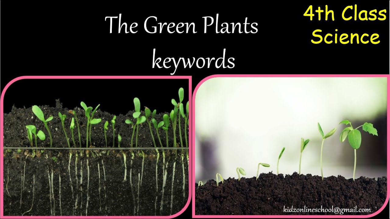 The Green Plants- Chapter -1 || Keywords || 4th Class Science ...