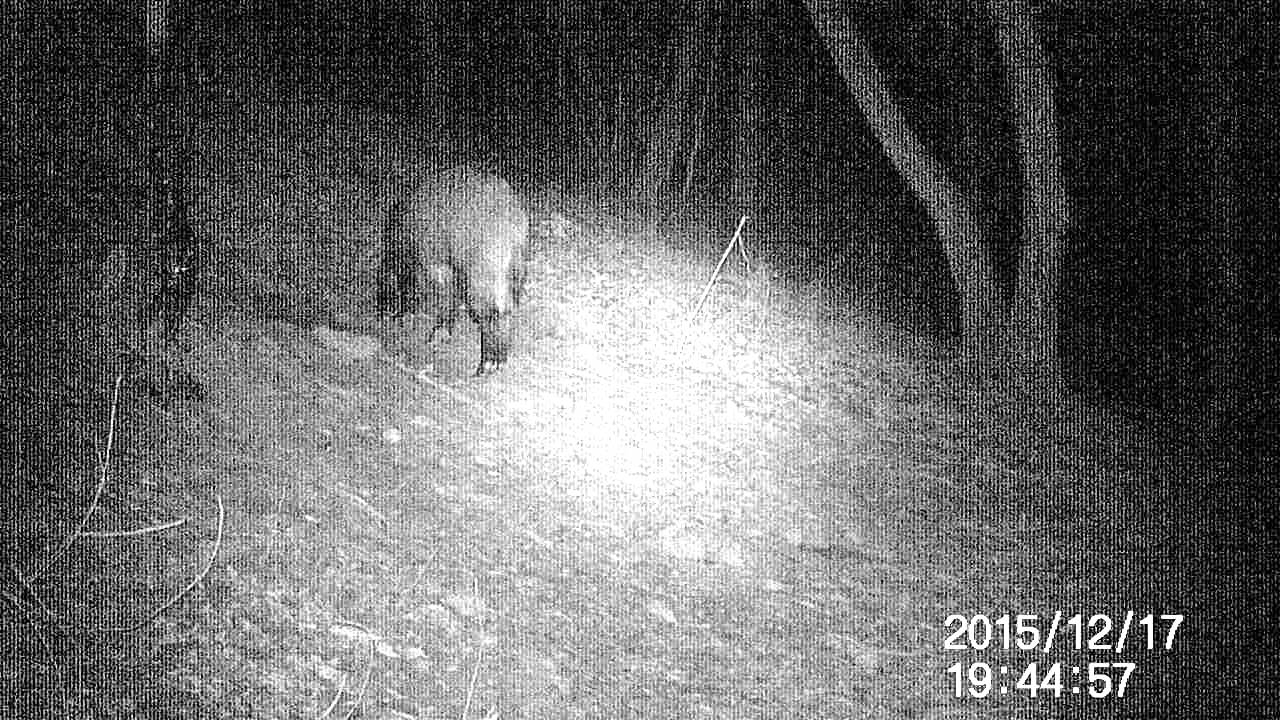 DIVJI PUJS - YouTube